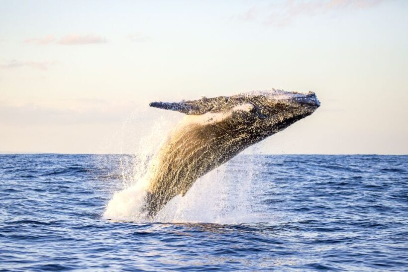 Oahu: Waikiki Eco-Friendly Afternoon Whale Watching Trip - Key Points