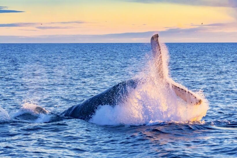 Oahu: Waikiki Eco-Friendly Afternoon Whale Watching Trip - An Honest Look at the Experience