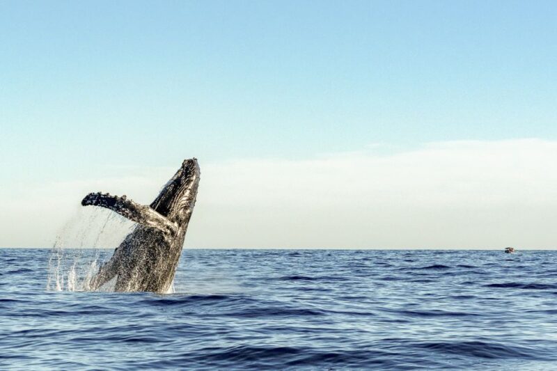 Oahu: Waikiki Eco-Friendly Morning Whale Watching Cruise - Who Should Consider This Tour?