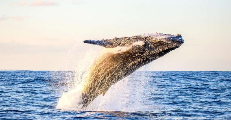 Oahu: Waikiki Eco-Friendly Morning Whale Watching Cruise - The Sum Up
