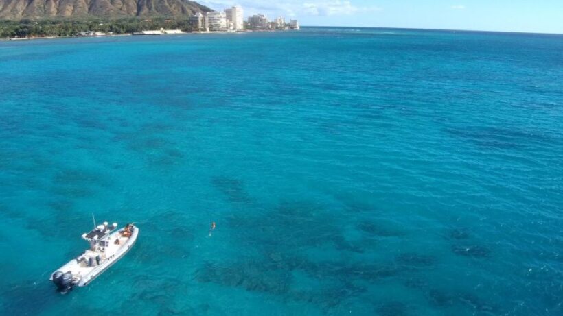 Oahu: Waikiki Private Snorkeling and Wildlife Boat Tour - Reviewer Insights
