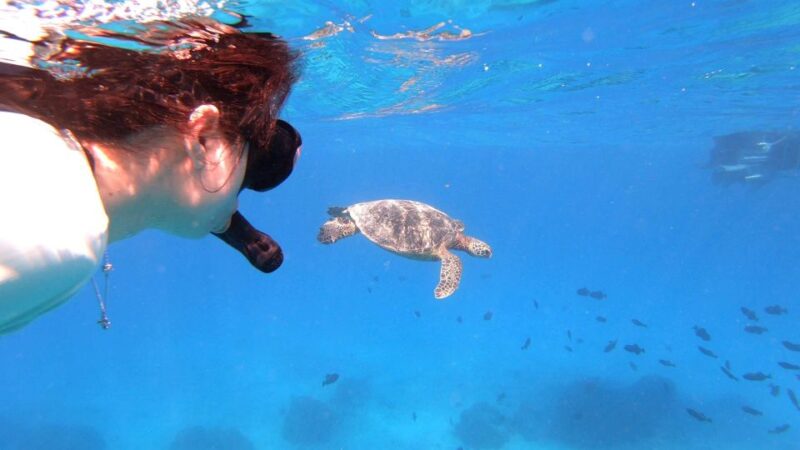 Oahu: Waikiki Private Snorkeling and Wildlife Boat Tour - The Experience: What You Can Expect