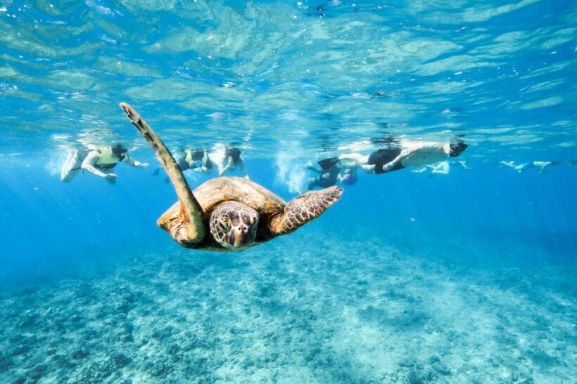 Oahu: Waikiki Turtle Snorkeling Adventure - Setting the Scene: What’s Included and How It Works