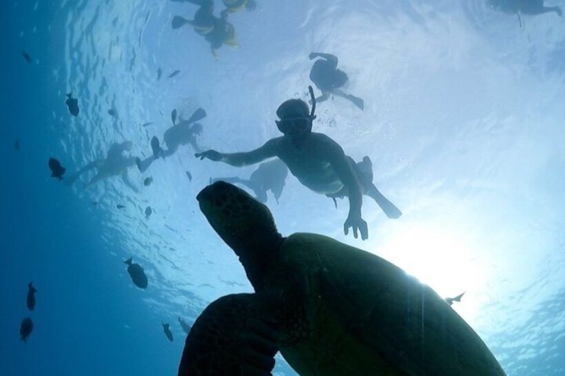 Oahu: Waikiki Turtle Snorkeling Adventure Cruise - Is It Worth the Price?