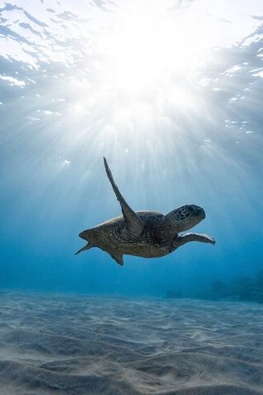 Oahu: Waikiki Turtle Snorkeling Adventure Cruise - FAQ