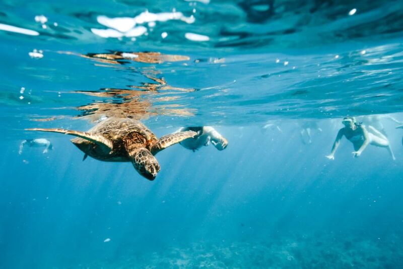 Oahu: Waikiki Turtle Snorkeling Adventure - Guides, Equipment, and Comfort