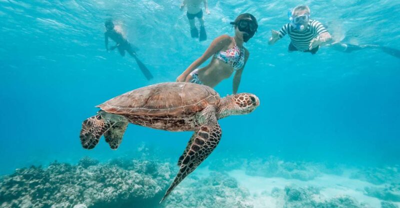 Oahu: Waikiki Turtle Snorkeling Adventure - Pricing and Value