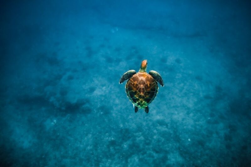 Oahu: Waikiki Turtle Snorkeling Adventure - Practical Tips for Your Tour