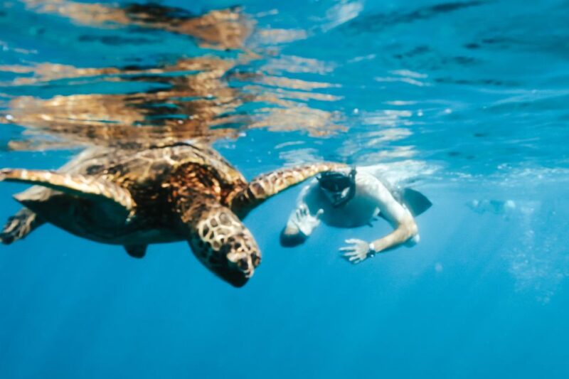 Oahu: Waikiki Turtle Snorkeling Adventure - Who Should Consider This Tour?