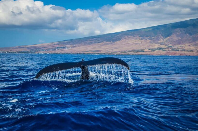Oahu: Waikiki Whale Watching Cruise - Key Points