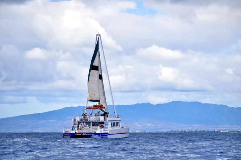 Oahu: Waikiki Whale Watching Cruise - Pricing & Value