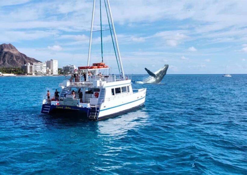 Oahu: Waikiki Whale Watching Cruise - The Sum Up: Is This Tour Right for You?