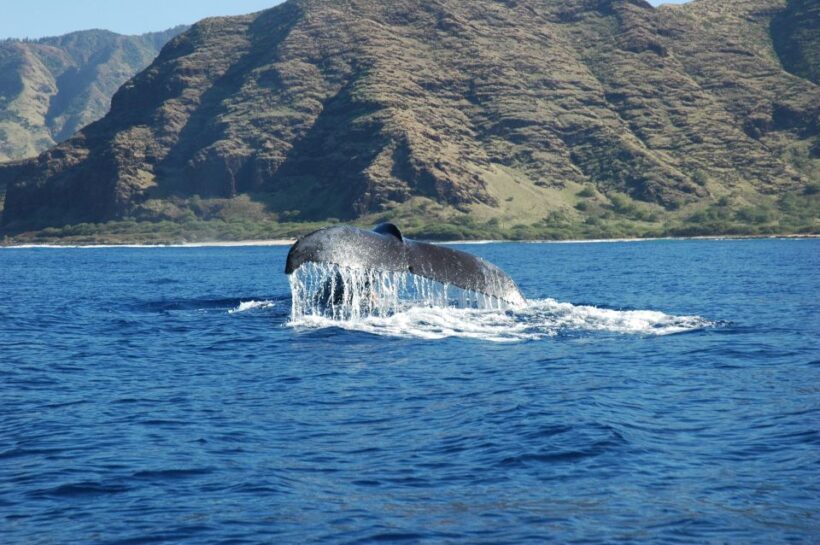 Oahu: Waikiki Whale Watching Tour-Donut and Coffee Included - An Overview of the Waikiki Whale Watching Experience