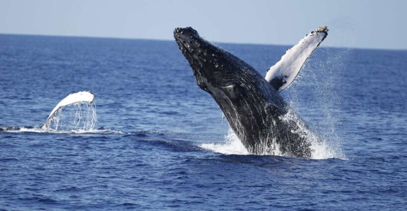 Oahu: Waikiki Whale Watching Tour-Donut and Coffee Included - Cultural Elements: Hula and E Ho Mai Ceremony