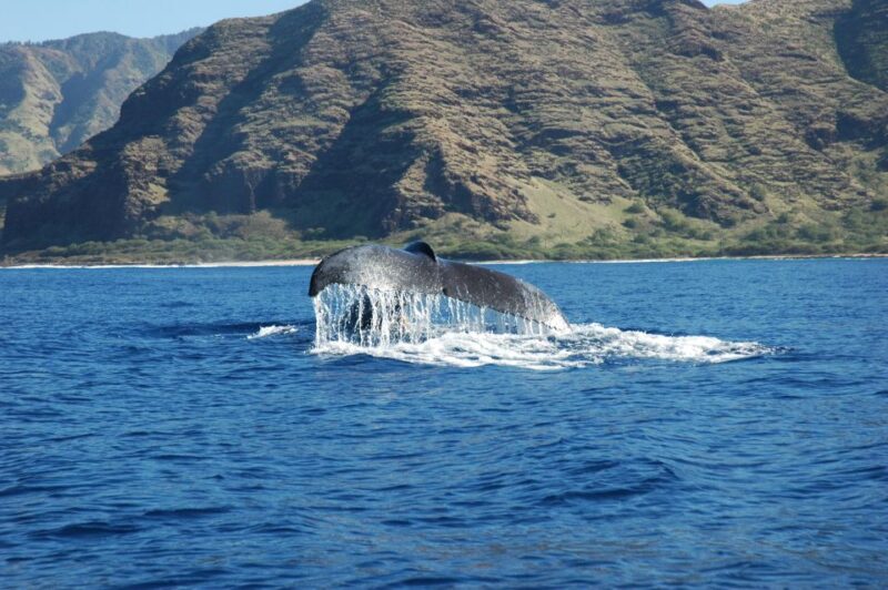 Oahu: Waikiki Whale Watching Tour-Donut and Coffee Included - The Itinerary and the Experience