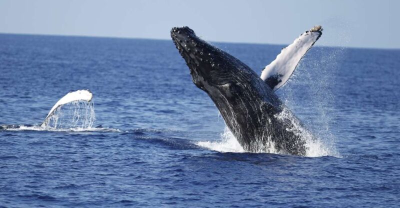Oahu: Waikiki Whale Watching Tour-Donut and Coffee Included - The Value of the Tour