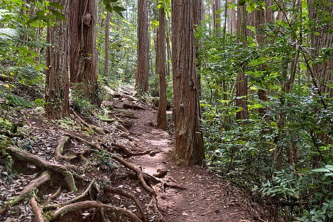 Oahu Waterfall Hike-Garden-Beach Road Trip, Waikiki to Lanikai - The Sum Up: Who Will Love This Tour?