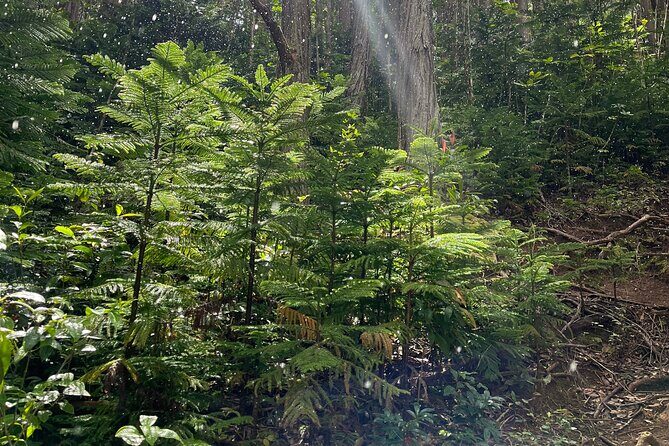 Oahu Waterfall Hike-Garden-Beach Road Trip, Waikiki to Lanikai - FAQ