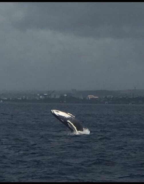 Oahu: Whale Sail Charter - A Deep Dive into the Experience