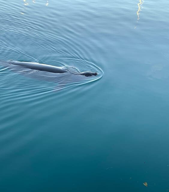 Oahu: Whale Sail Charter - Why This Tour Is Worth Considering