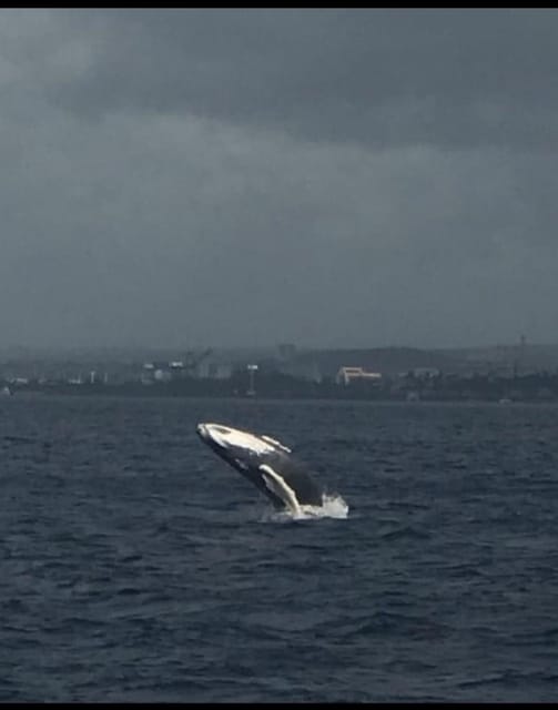 Oahu: Whale Sail Charter - The Experience Value