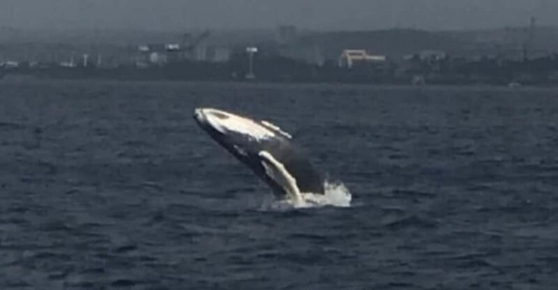 Oahu: Whale Sail Charter - Additional Tips for Your Cruise