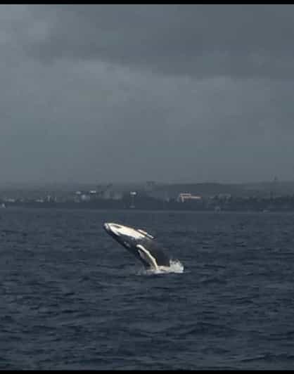 Oahu: Whale Sail Charter - Final Thoughts