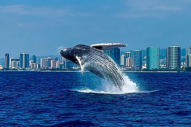 Oahu Whale Watch Tour & Waikiki Sunset Boat Tour - An Honest Look at What You Can Expect