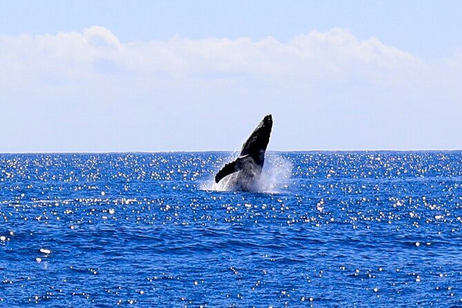 Oahu Whale Watch Tour & Waikiki Sunset Boat Tour - Frequently Asked Questions