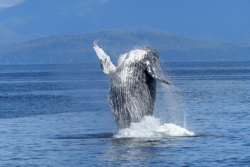 Oahu: Whale Watching Afternoon Sailing Cruise - The Experience: What to Expect on the Whale Watching Cruise