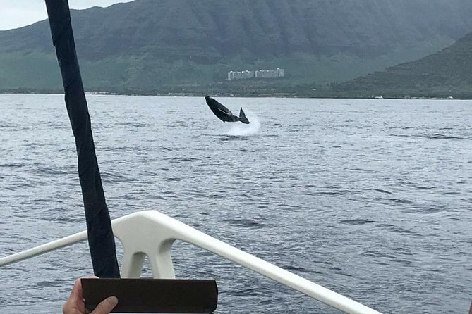 Oahu Whale Watching Excursion - Meeting Location and Transportation Options