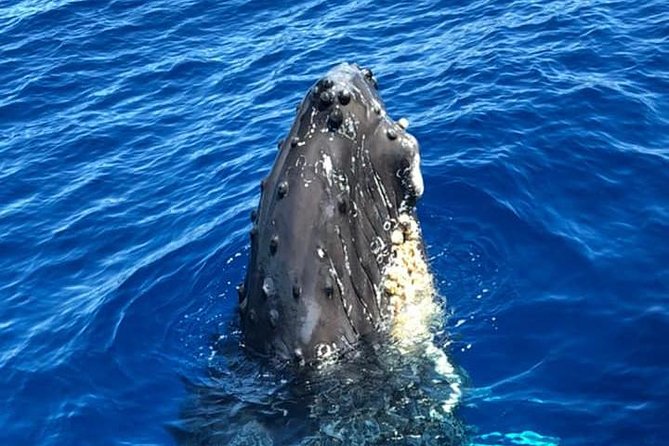 Oahu Whale Watching Excursion - Customer Feedback and Reviews