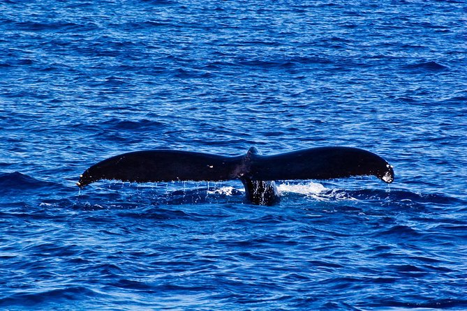 Oahu Whale Watching Excursion - What to Bring and Dress Code