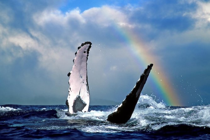 Oahu Whale Watching Excursion - Unique Features of the Tour