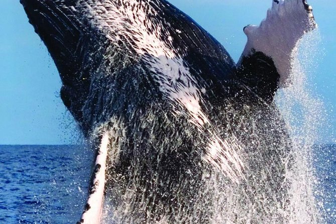 Oahu Whale Watching Excursion - Frequently Asked Questions