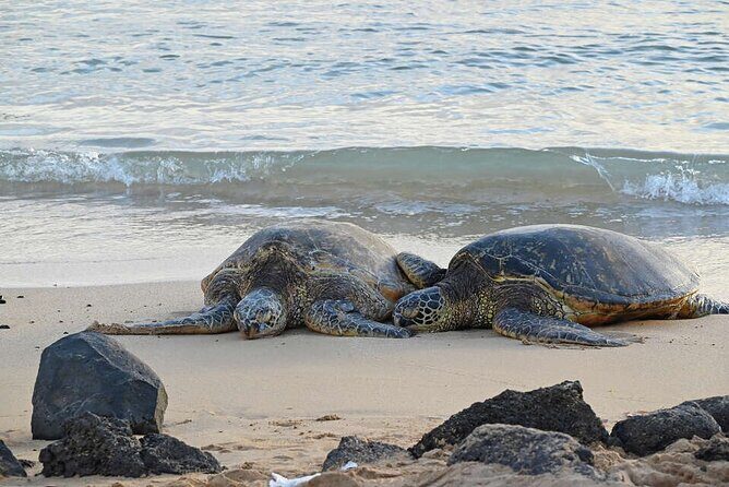Oahu's Cheapest Circle Island Tour - The Sum Up: Is It Worth It?