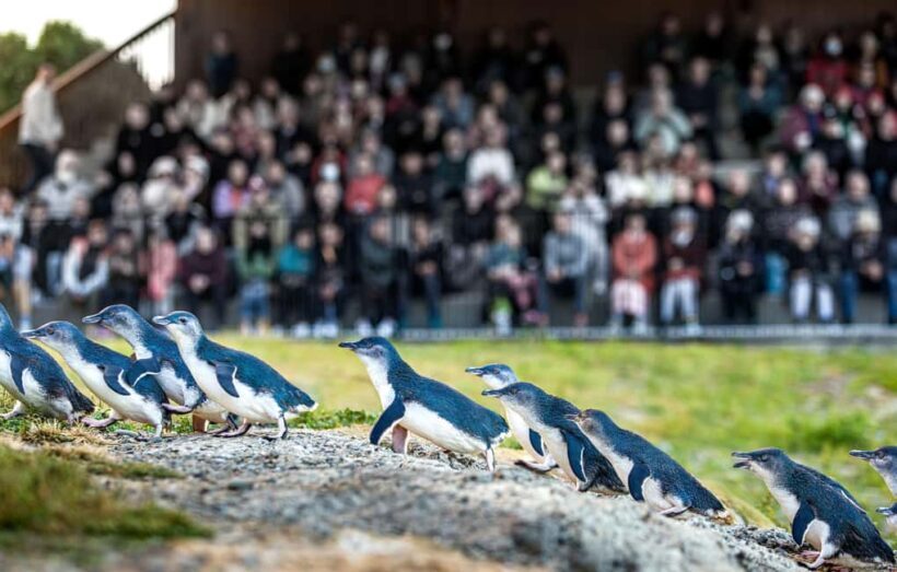Oamaru: Penguins Evening Viewing Ticket - Introduction