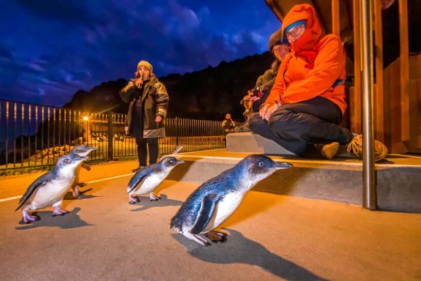 Oamaru: Penguins Evening Viewing Ticket - The Wildlife and Surroundings