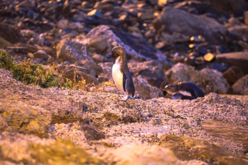 Oamaru: Penguins Evening Viewing Ticket - Authentic Feedback from Visitors