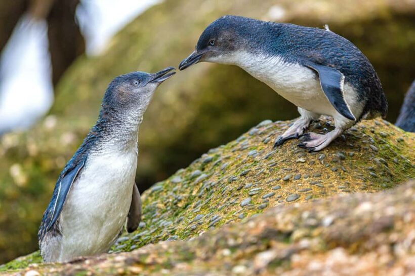 Oamaru: Penguins Evening Viewing Ticket - The Sum Up