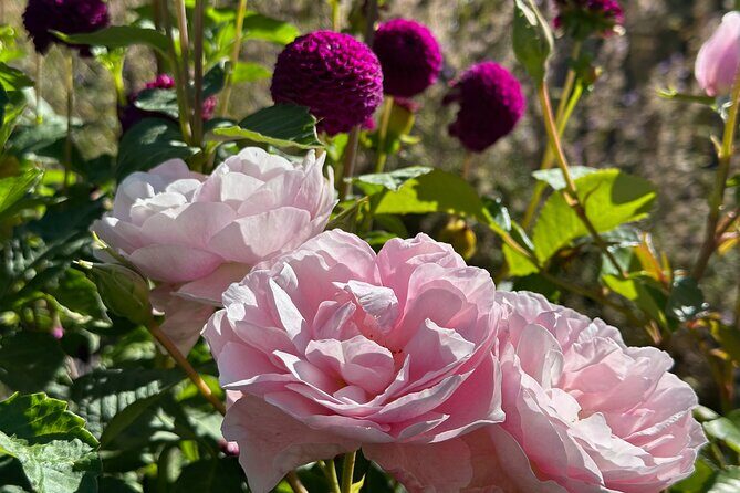 Oasis Cottage Gardens and Floristry Studio in Oxford, NZ - Final Thoughts