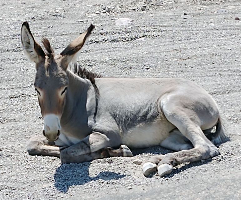 Oatman Mining Village: Burros/Route 66 Scenic Mountain Tour - FAQ