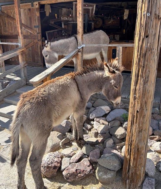 Oatman / RT66 3 in 1 Combo Tour - FAQ