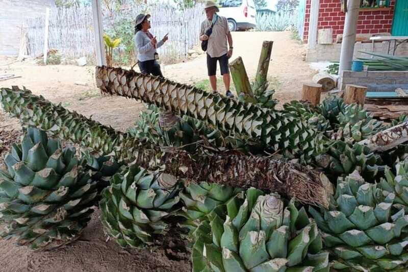 Oaxaca: Ancestral Mezcal Experience - In The Sum Up