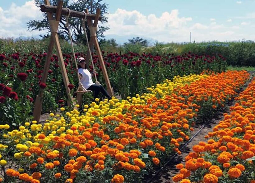 Oaxaca: Day of the Dead Altar Workshop with Meal - Authenticity and Cultural Significance