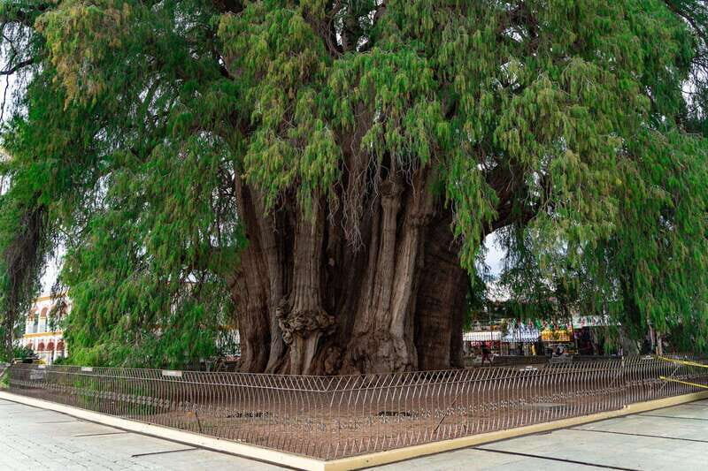 Oaxaca: El Tule tree, Teotitlan Village & Mezcal Tour - Key Points