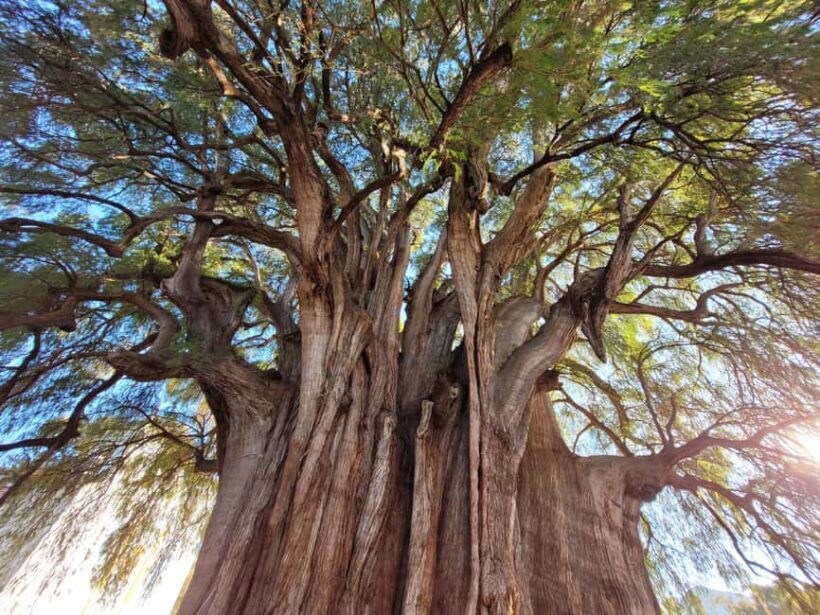 Oaxaca: Guided Bike Tour to the Largest Tree in the World - Who Will Love This Tour?