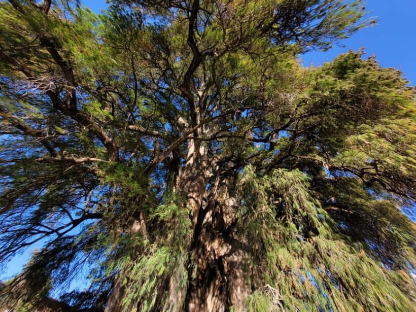 Oaxaca: Guided Bike Tour to the Largest Tree in the World - FAQ