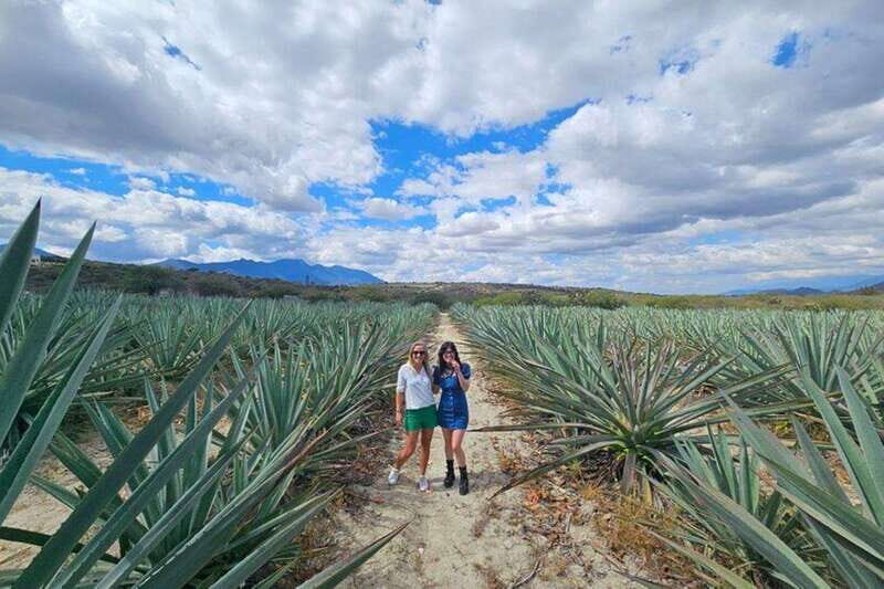 Oaxaca: Hierve el Agua, Mezcal Distillery, and Lunch Tour - Visiting the Premium Mezcal Distillery