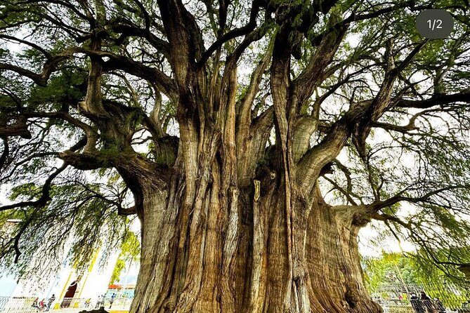 Oaxaca Hierve el Agua, Mitla, Teotitlán and Tule Tree - The Sum Up